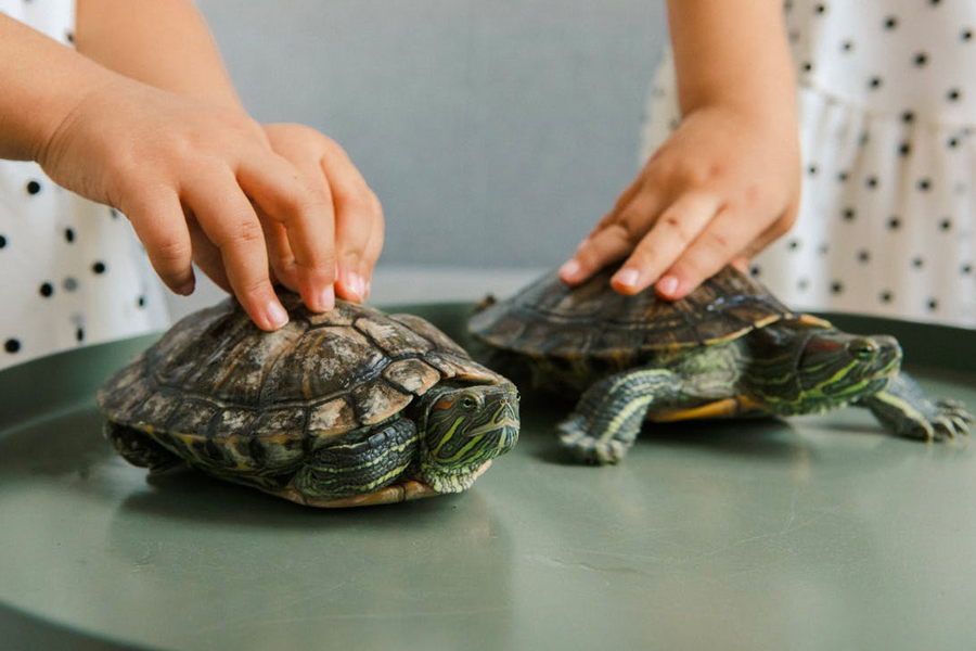 How to Identify the Species of Your Pet Turtle?